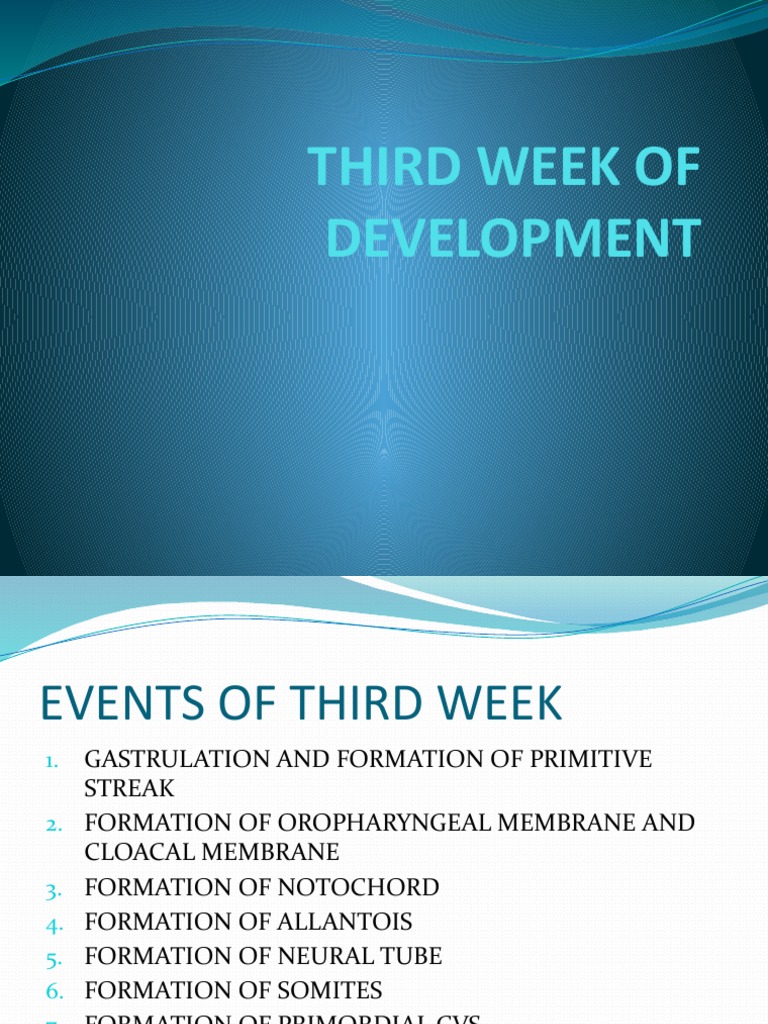 Third Week of Development | PDF | Reproduction | Biology