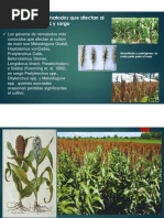Plantas Autogamas y Alogamas | PDF | Botánica | Reproducción