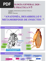 Desarrollo Embrionario de Insectos | PDF | Insectos | Huevo
