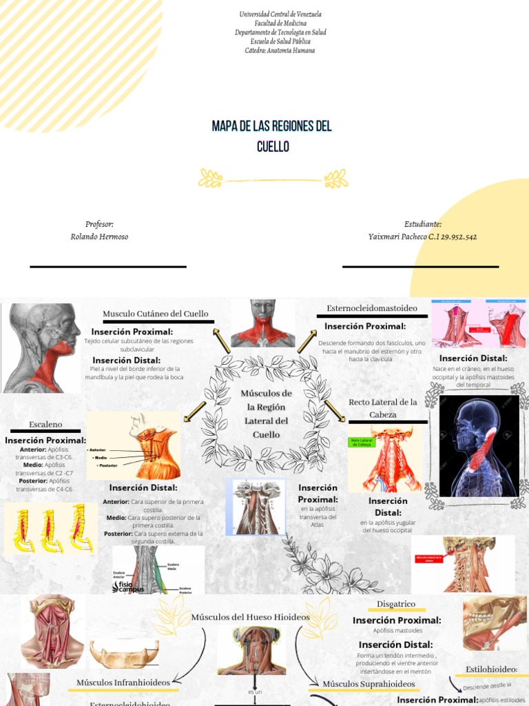 Mapa Mentales de Las Regiones Del Cuello | PDF | Vértebra | La columna ...