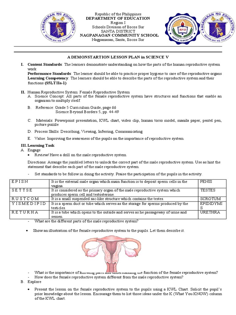 Demo Lesson Female Repro 19-20 | PDF | Uterus | Reproductive System