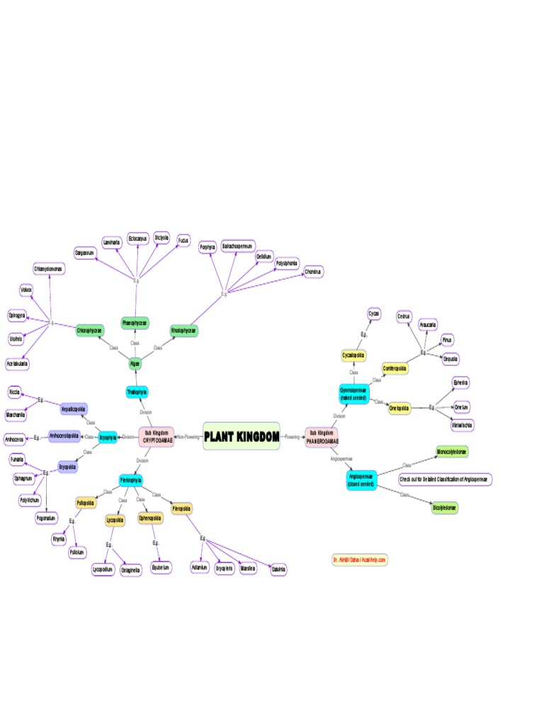 Mind Map CBSE Class 11 Chapter 3 Plant Kingdom | PDF | Eukaryotes | Algae