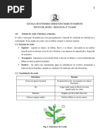 Estudos Sobre Os Tipos de Caules | PDF | Raiz | Biologia