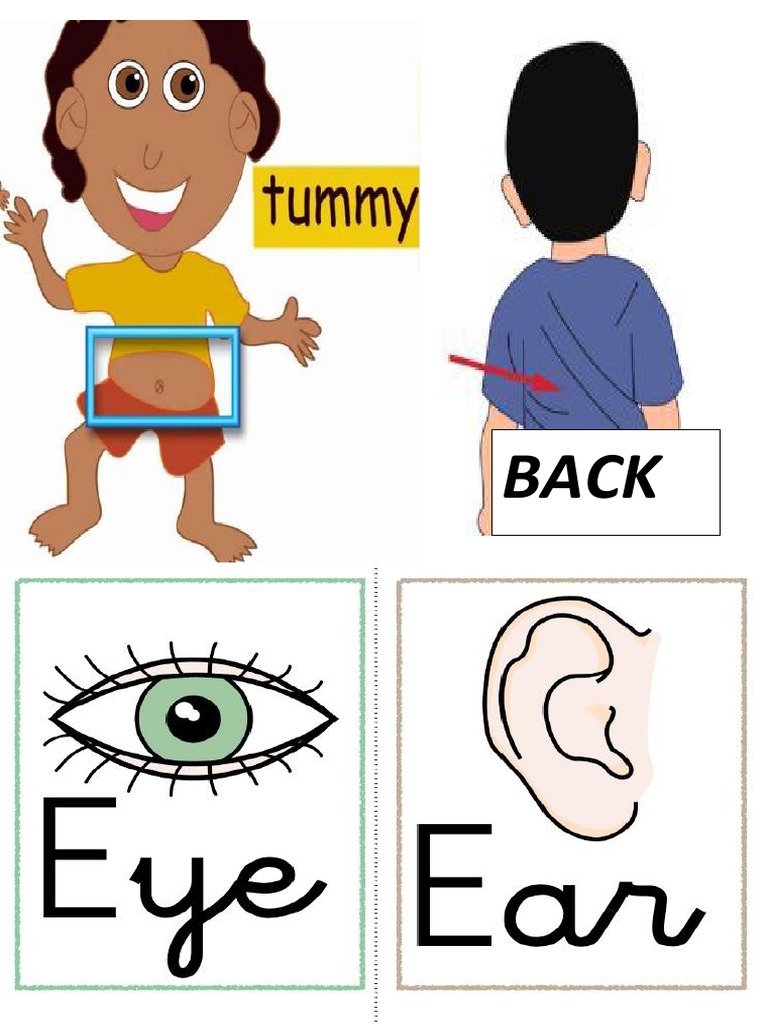 Parts of The BODY Flashcards Z NAPISAMI | PDF