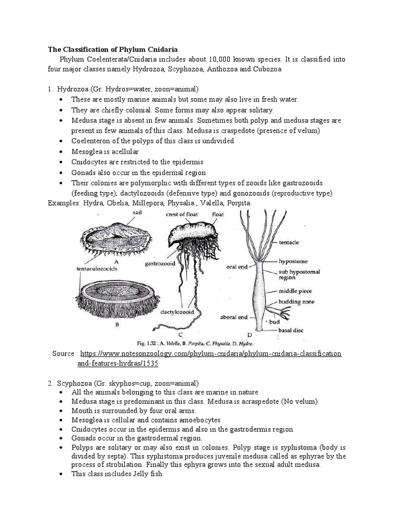 The Classification of Phylum Cnidaria | PDF | Aquatic Animals ...