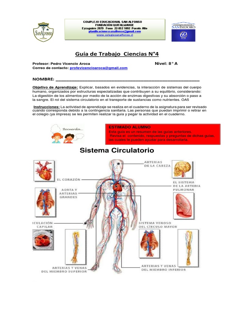 Guia N º4 Ciencias 8vo. | PDF | Sistema circulatorio | Sangre