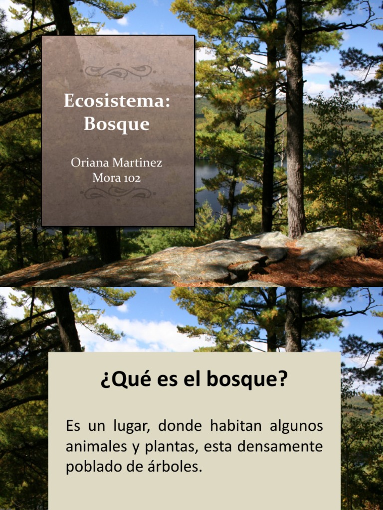 Ecosistema del Bosque: Importancia y Clases | PDF | Ciencia y matemáticas
