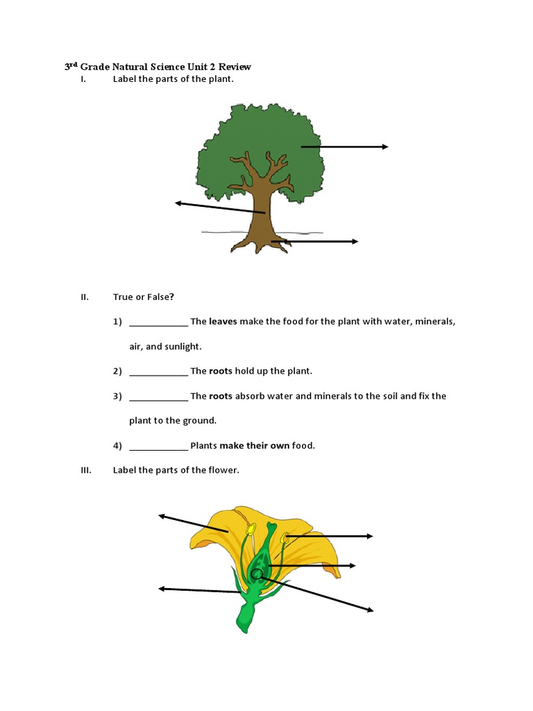 Parts of Plants: Grade 3 Review Worksheet | PDF | Plants | Flowers