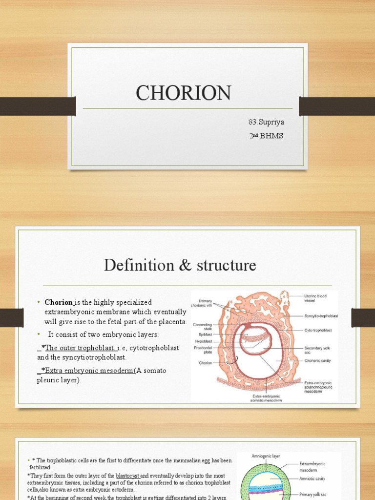 Chorion (Obstetrics and Gynaecology) | PDF | Anatomy | Zoology