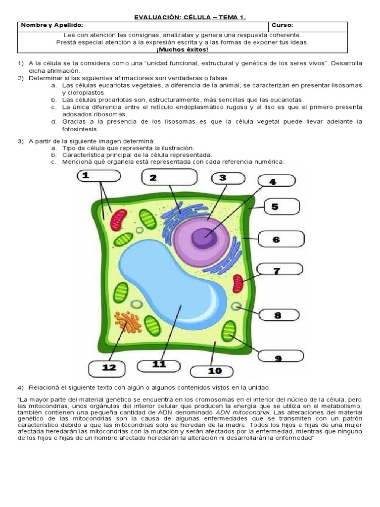 Evaluación de la Célula: Tema 1 | PDF | Biología Celular) | Mitocondria