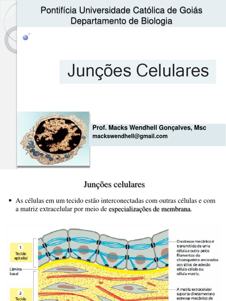Junções Celulares e Envoltório Nuclear | PDF | Célula (Biologia) | Zoologia