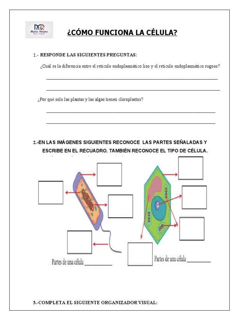 Actividad Cómo Funciona La Célula | PDF | Cloroplasto | Ciencias de la vida