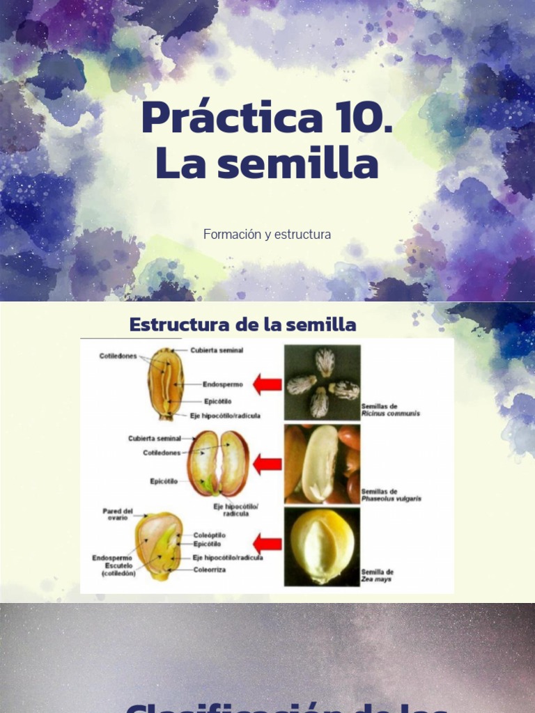 La Semilla Estructura y Clasificación | PDF