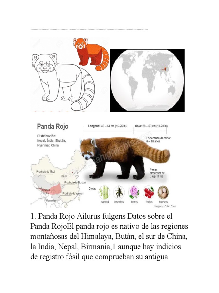 Apuntes para Investigacion Del Panda Rojo | PDF | Panda gigante | Zoología
