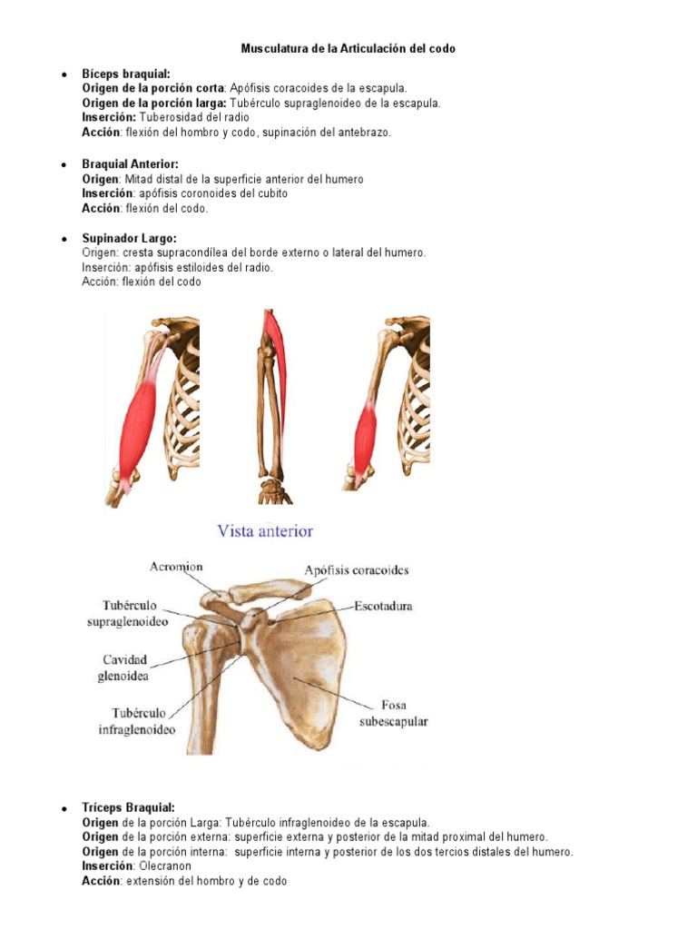 Musculatura de La Articulacion Del Codo | PDF