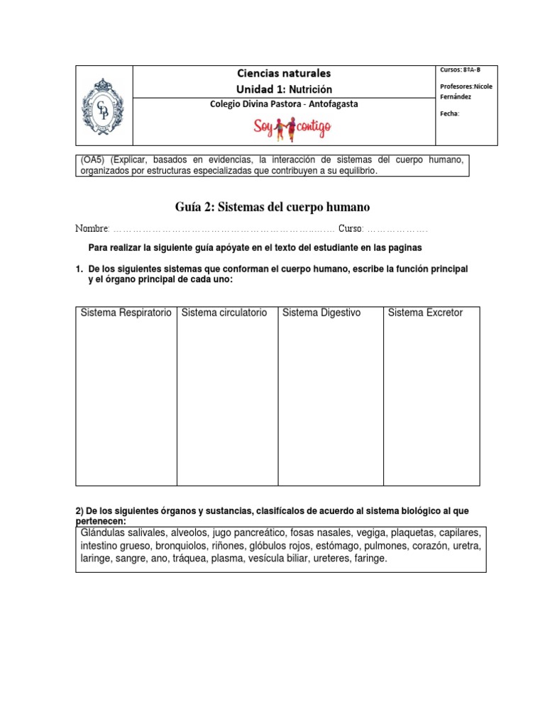 Guía 2 8º Sistemas Del Cuerpo Humano | PDF | Sistema digestivo humano ...