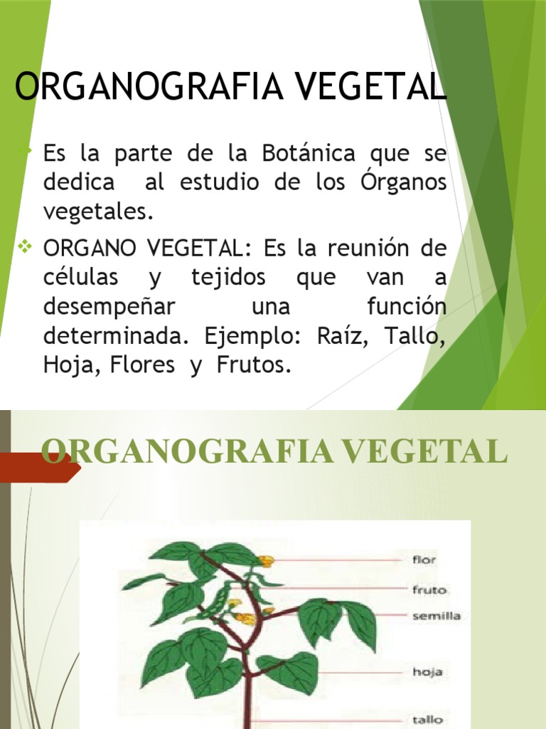 Clase (4) - Organografia Vegetal | PDF | Raíz | Plantas