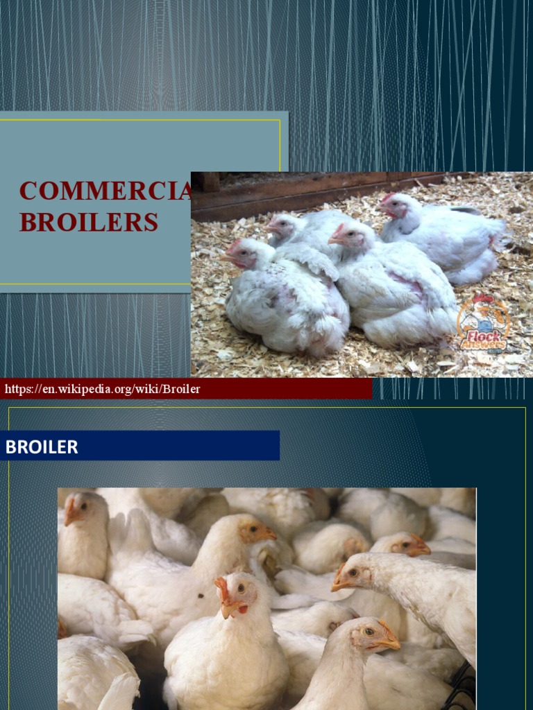 Commercial Broiler Chicken Strains | PDF | Broiler | Livestock