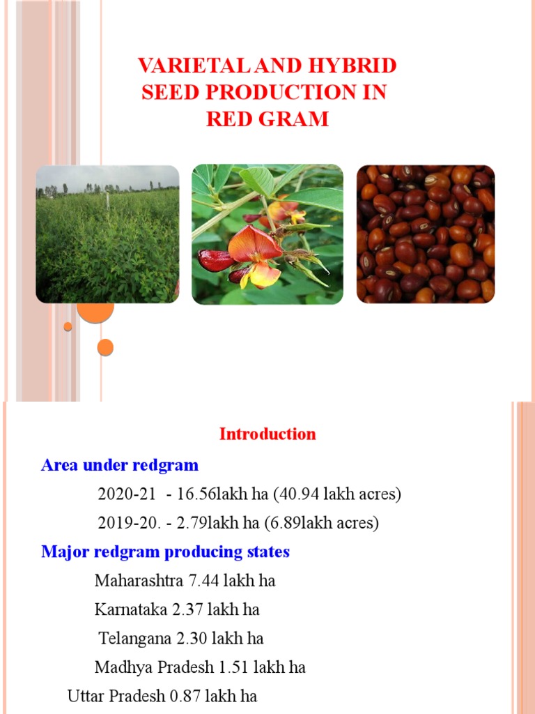 Varietal and Hybrid Seed Production in Red Gram | PDF | Flowers | Petal