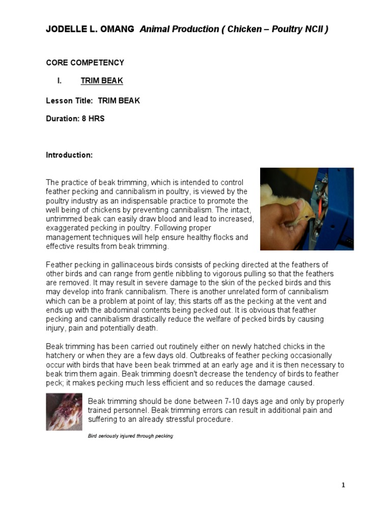 Proper Beak Trimming Techniques and Animal Welfare Considerations for ...