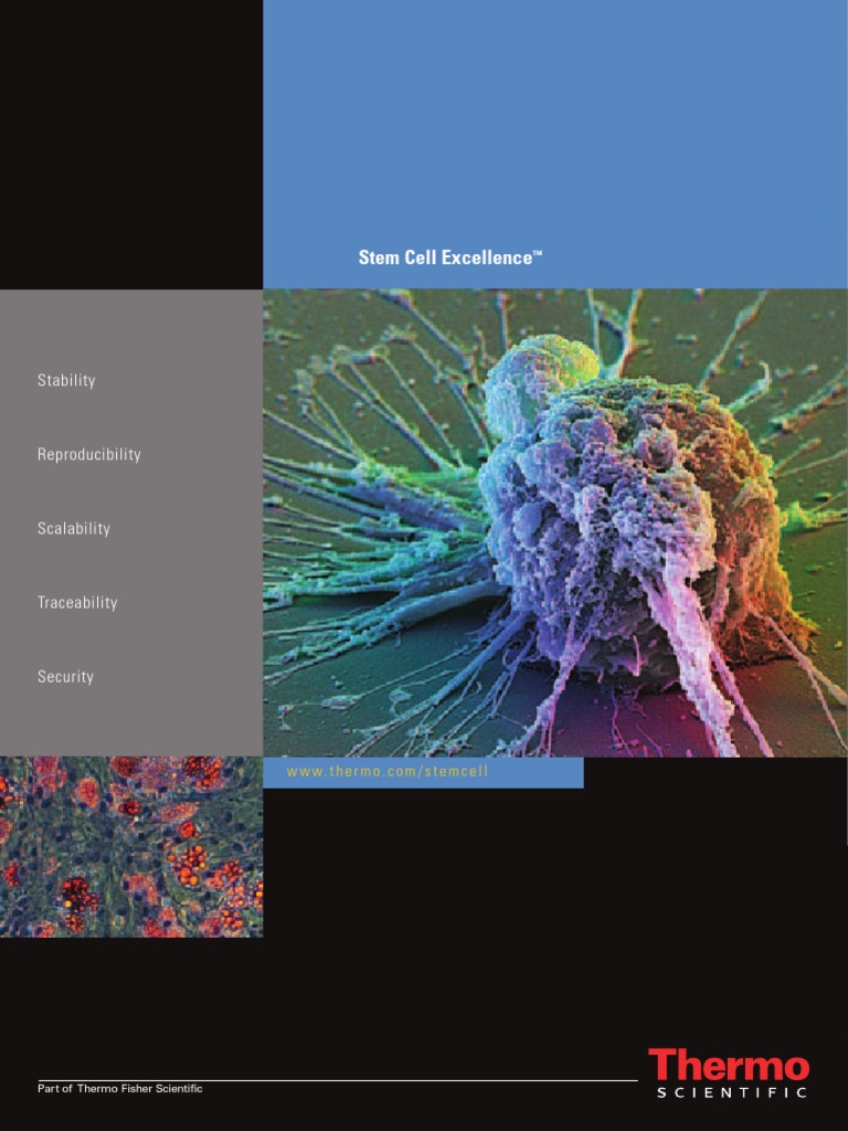 Stem Cell Excellence: Stability | PDF | Life Sciences | Biology