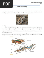 Klasifikasi dan Ciri Crustacea | PDF