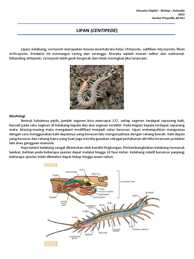 Lipan (Centipede) | PDF