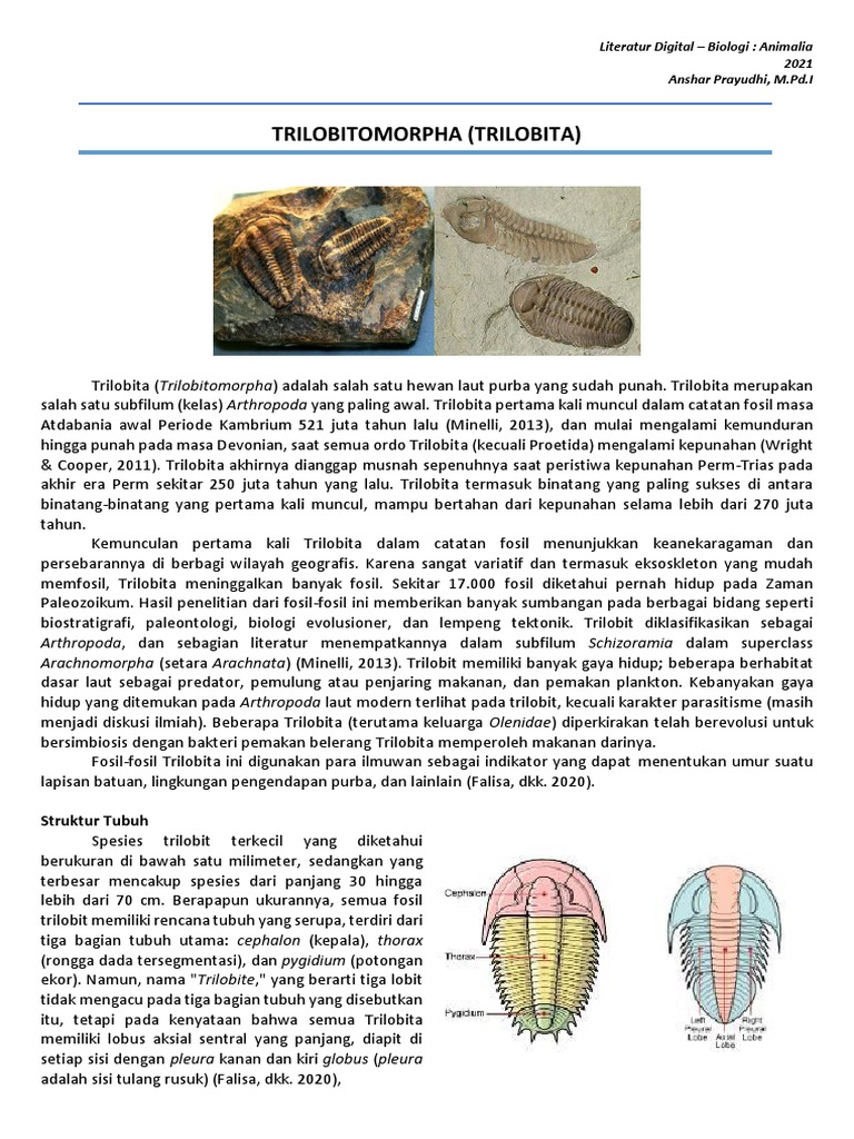 Trilobitomorpha (Trilobita) | PDF