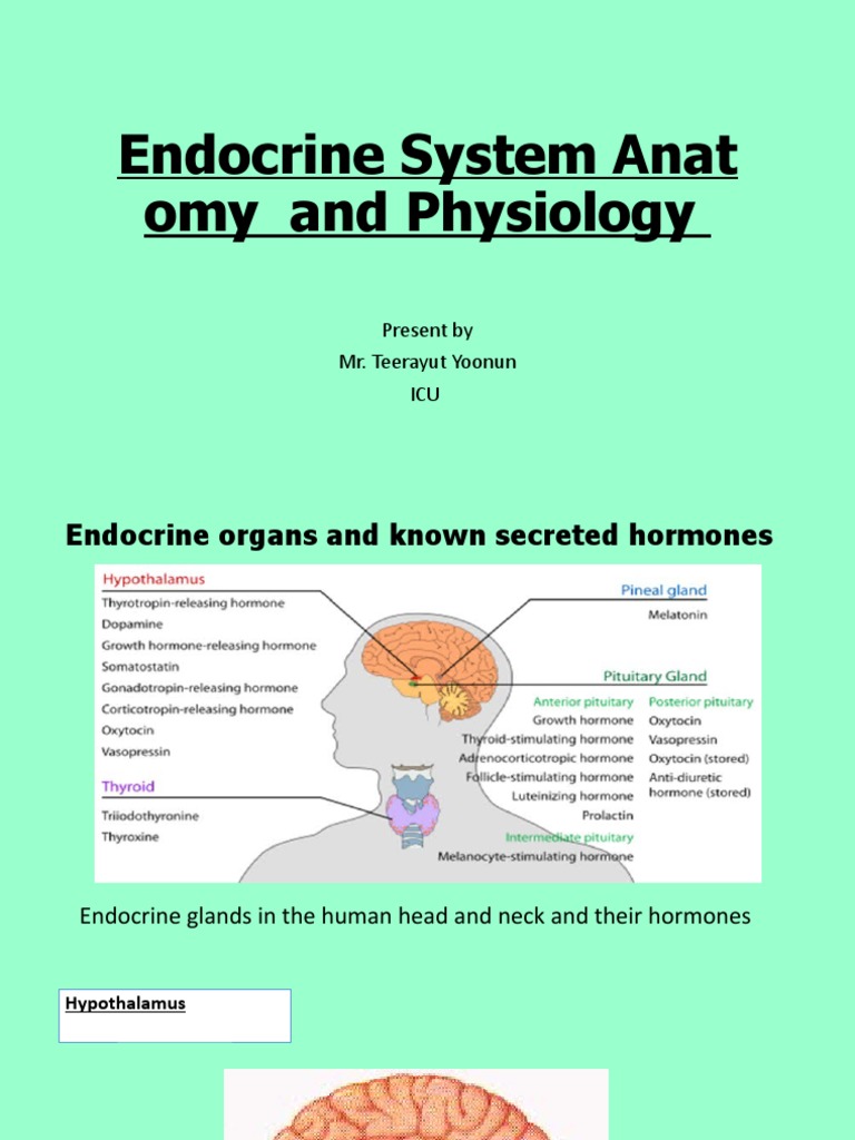 Endocrine System Anatomy and Physiology: An Overview of the Major ...