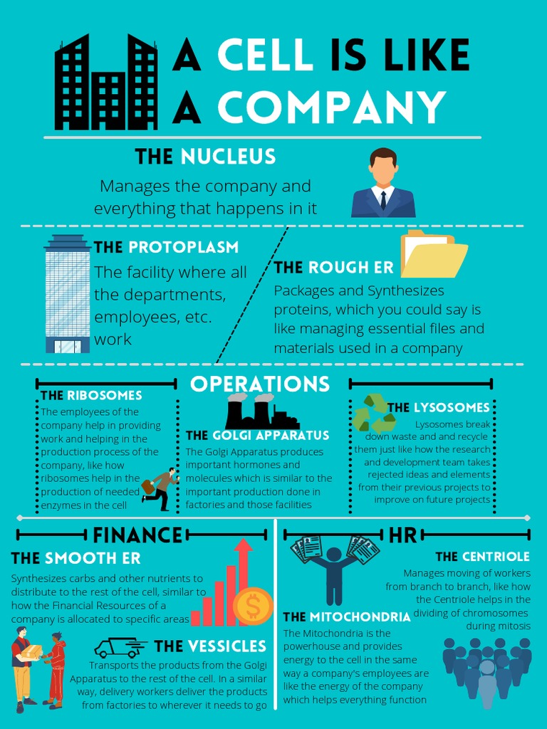 A Cell Is Like A Company | PDF | Cell (Biology) | Endoplasmic Reticulum