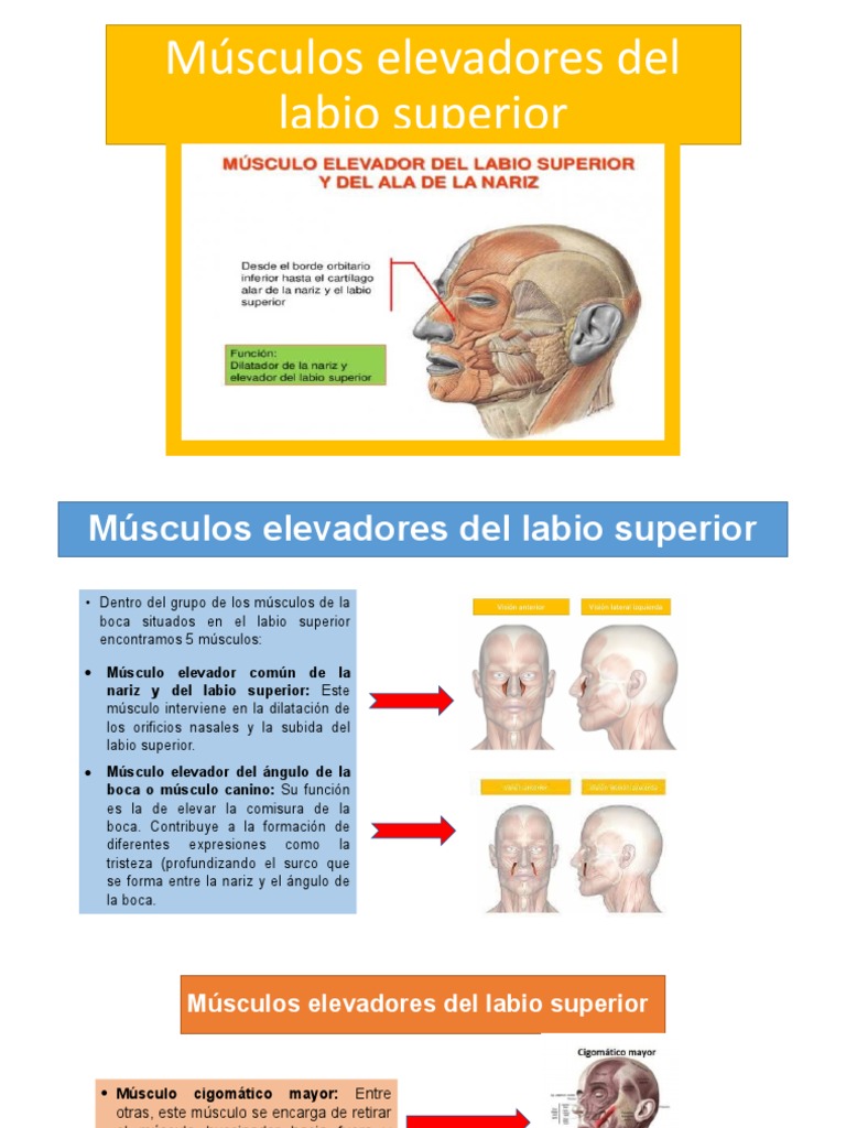 Músculos Elevadores Del Labio Superior - Músculos Del Labio Inferior | PDF