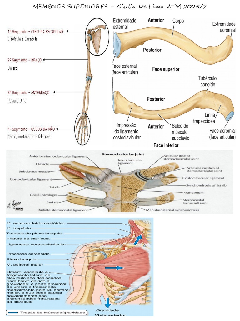 Membros Superiores | PDF | Anatomia humana | Membros (anatomia)