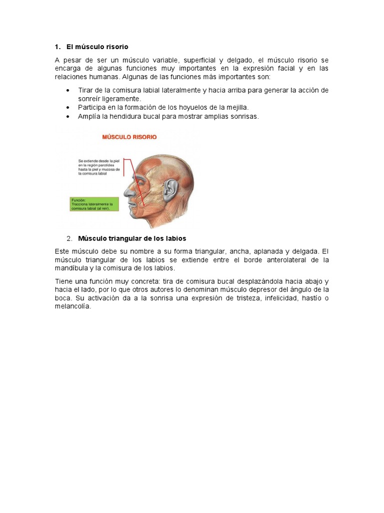 El Músculo Risorio | PDF