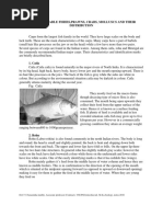 Shrimp Scientific Classification Overview | PDF | Crustacean | Shrimp