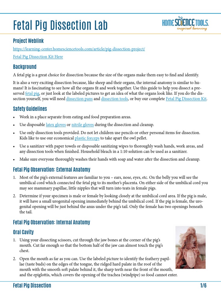 Fetal Pig Dissection Lab: Project Weblink | PDF | Thorax | Urinary Bladder