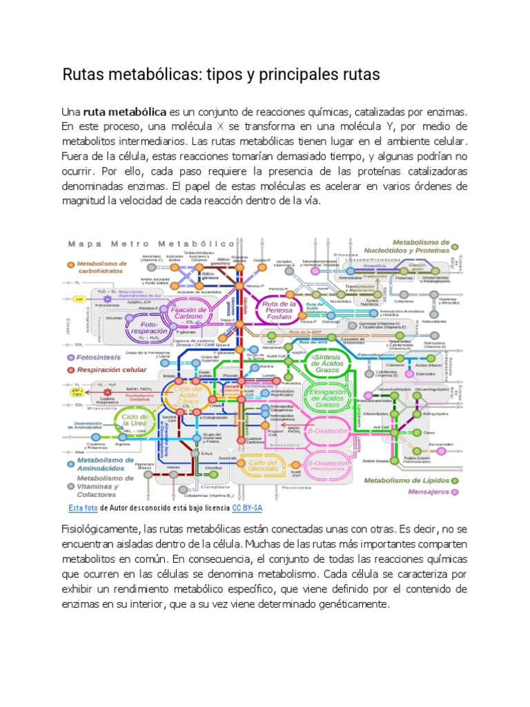 Rutas Metabólicas - Tipos y Principales Rutas | PDF | Glucólisis | Metabolismo