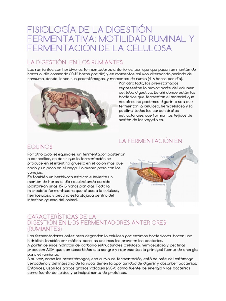 Fisiología de La Digestión Fermentativa - Motilidad Ruminal y Fermentación de La Celulosa | PDF ...