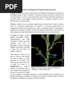 Morfología de la Espiga de Trigo | PDF | Ramas de la botánica ...