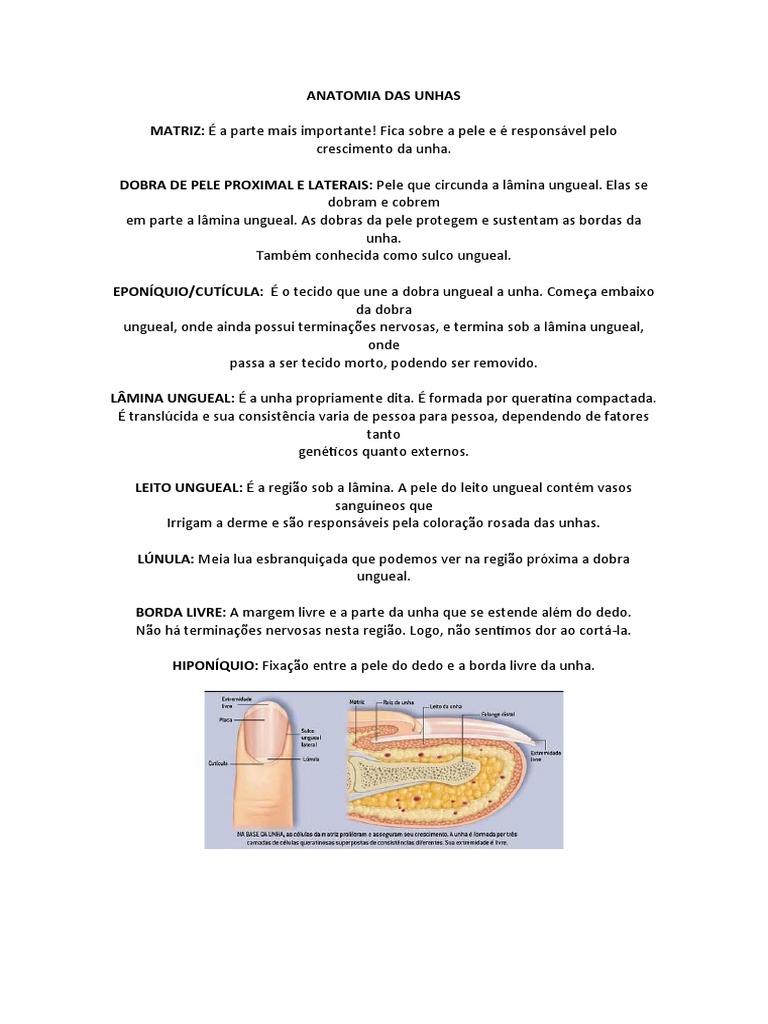 Anatomia das Unhas: Estruturas e Funções | PDF | Turismo