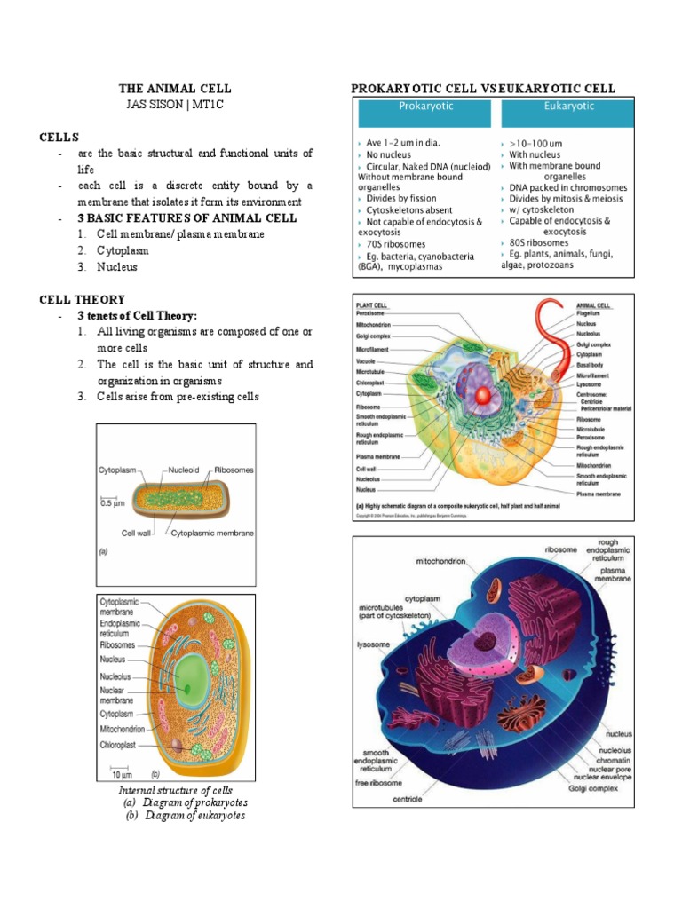 Cell Theory Diagram