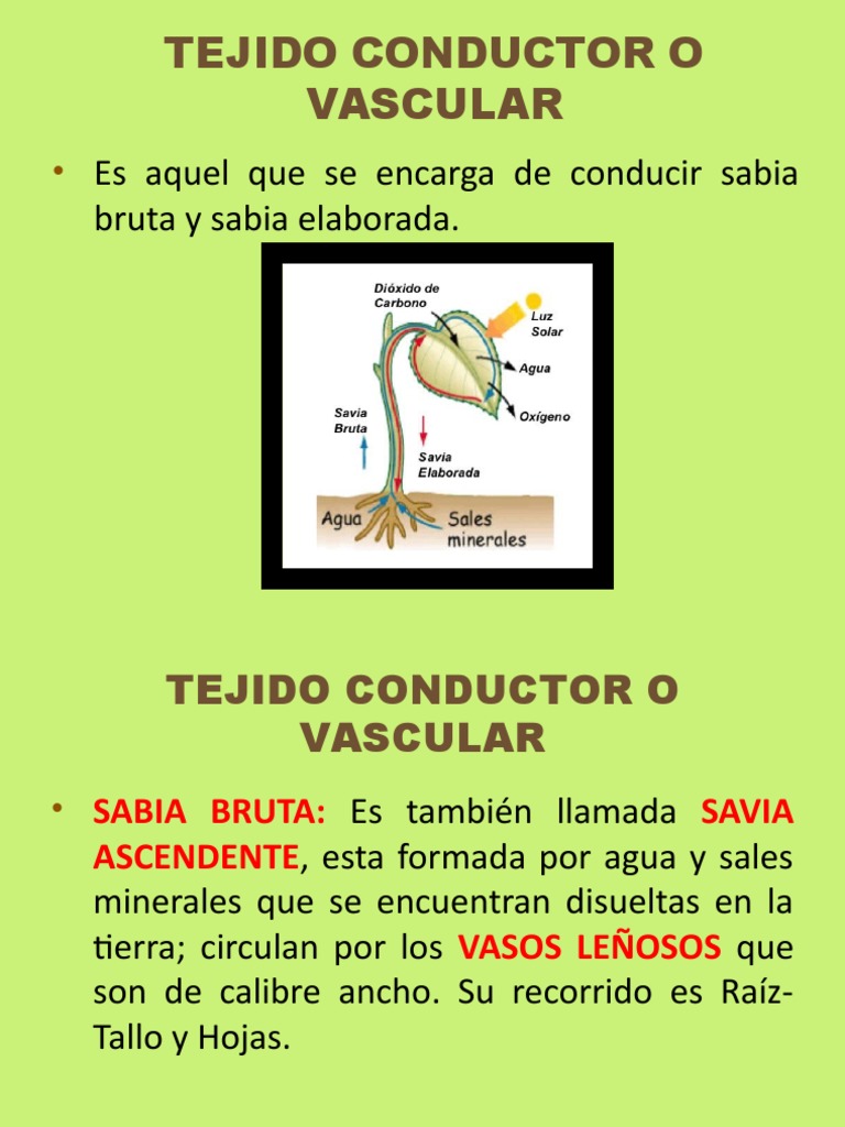 Clase (9) - Tejido Conductor Ó Vascular | PDF | Tallo de la planta | Raíz