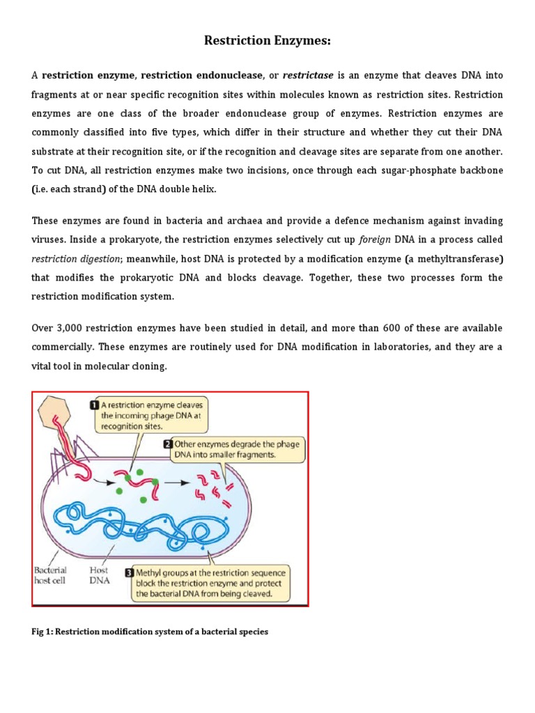 Restriction Enzymes | PDF | Restriction Enzyme | Chemistry