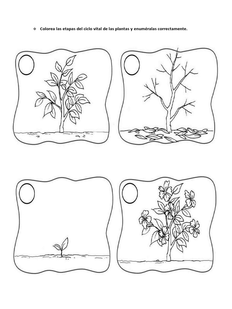 Fichas Para Aprender El Ciclo De Vida De Las Plantas Ciclo De Vida