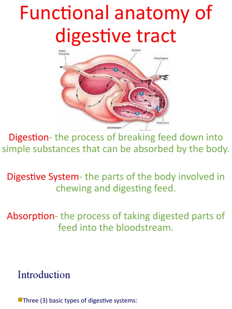 Anatomy of Animal Digestive Systems | PDF | Human Digestive System ...