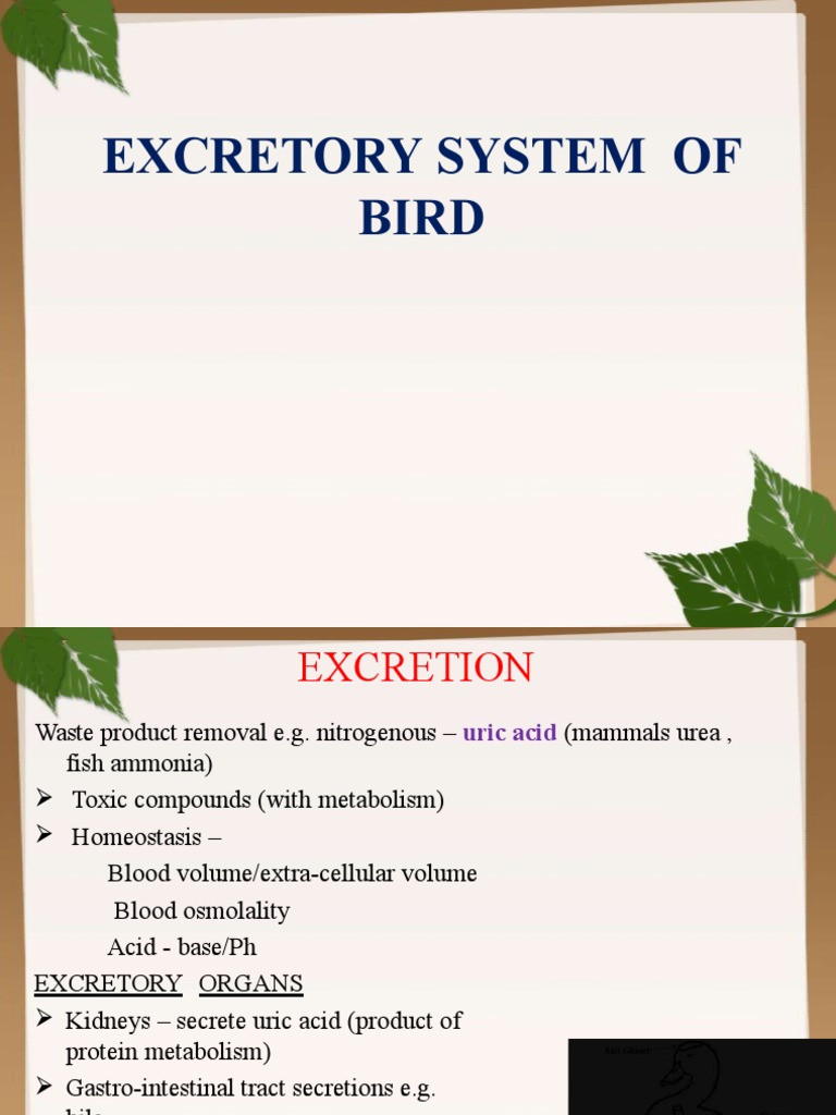 Excretory System of Bird | PDF | Kidney | Abdomen