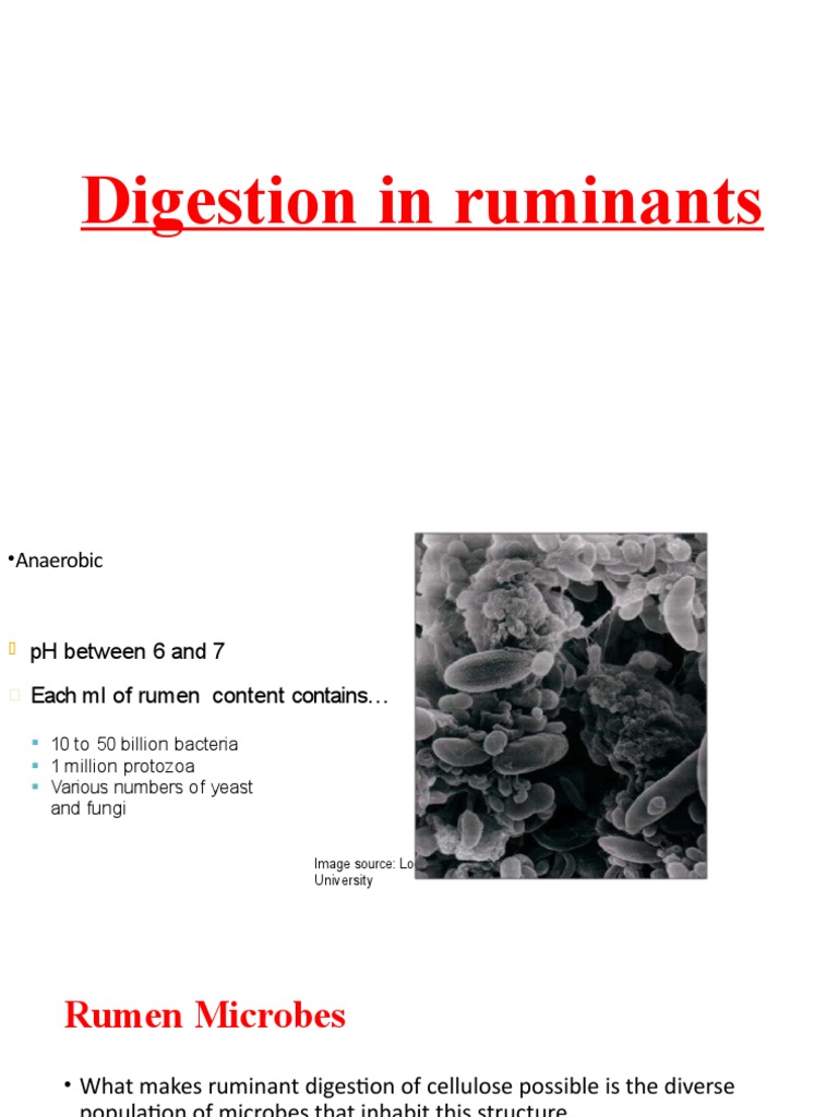 Digestion in Ruminants | PDF | Ruminant | Digestion