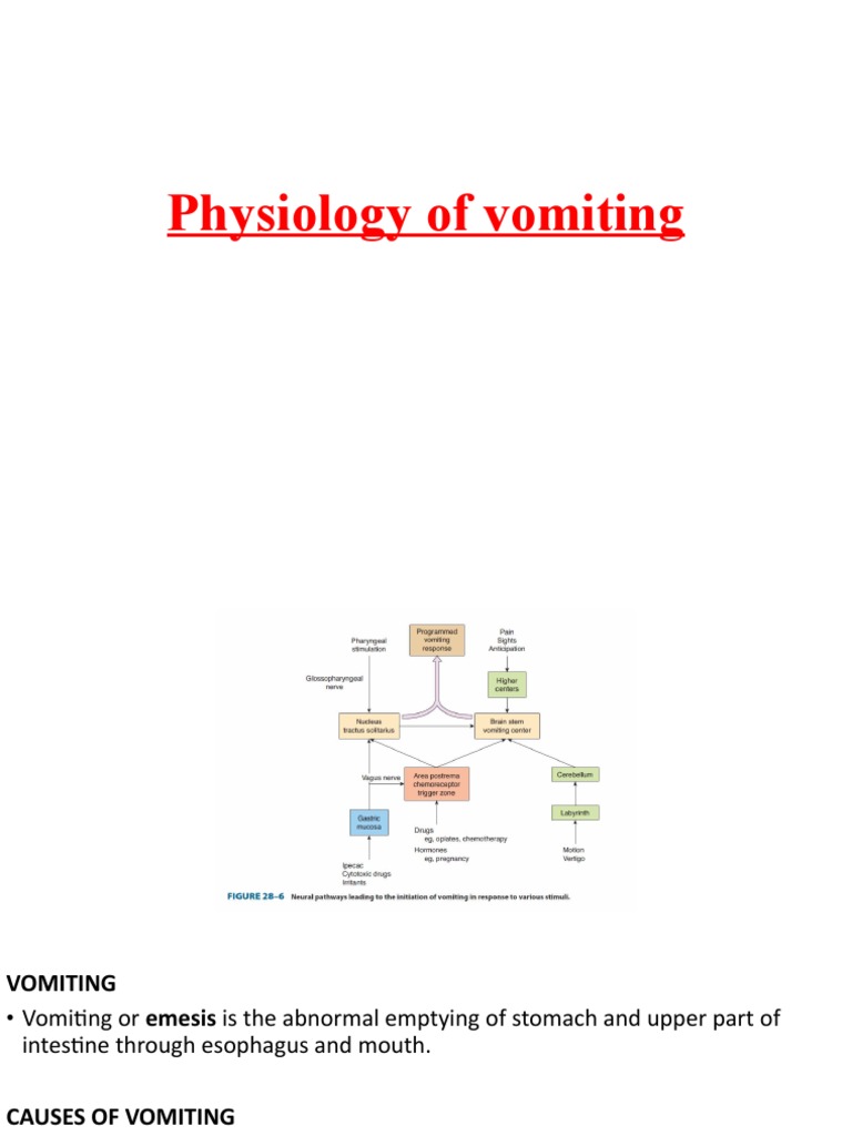Physiology of Vomitting | PDF | Vomiting | Rectum