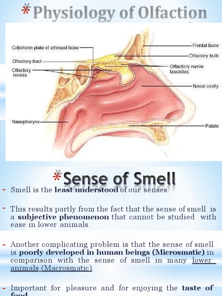 Physiology Smell | PDF | Olfaction | Odor