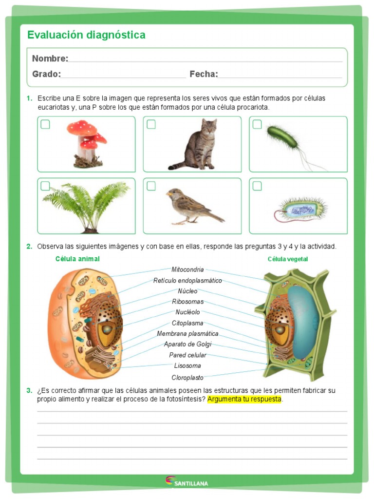 Actividad Celula | PDF | Biología Celular) | Vacuole