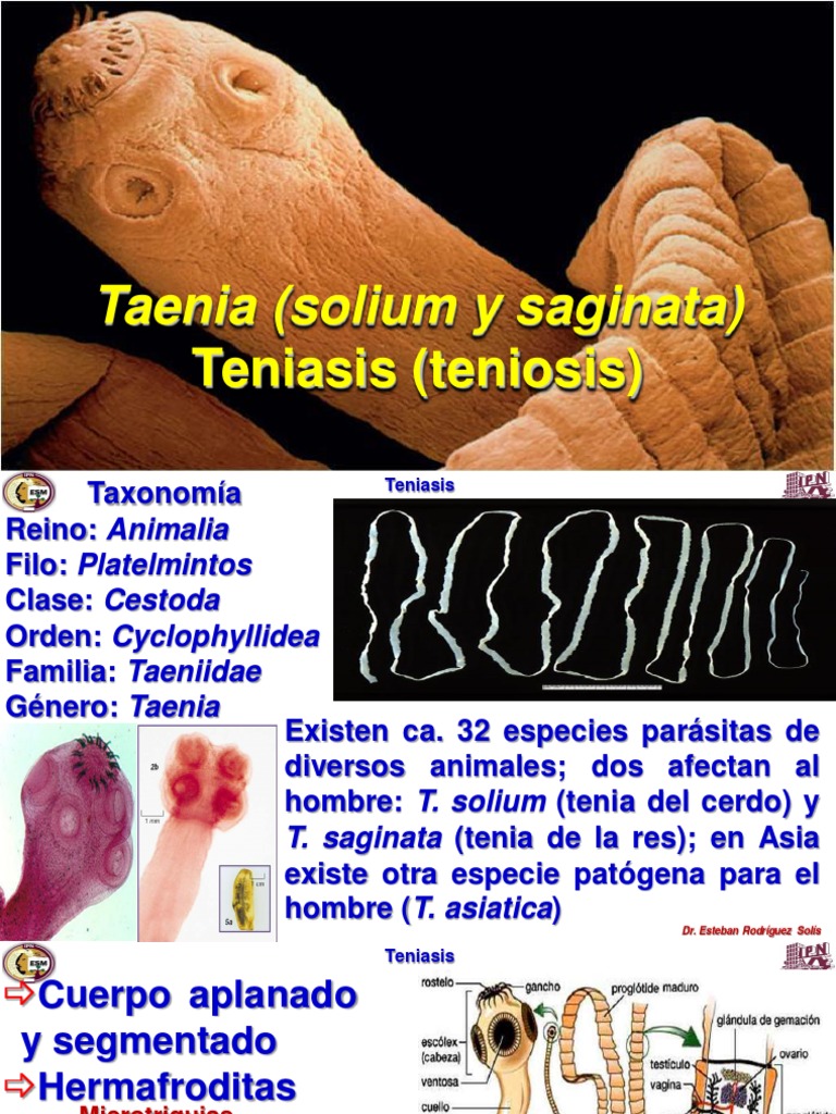 Teniasis - 2016 | PDF | Especialidades Medicas | Animales y humanos